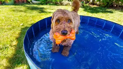 8 Best Dog Pools of 2026 - Reviewed