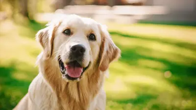 8 Best Invisible Dog Fences of 2026 - Reviewed